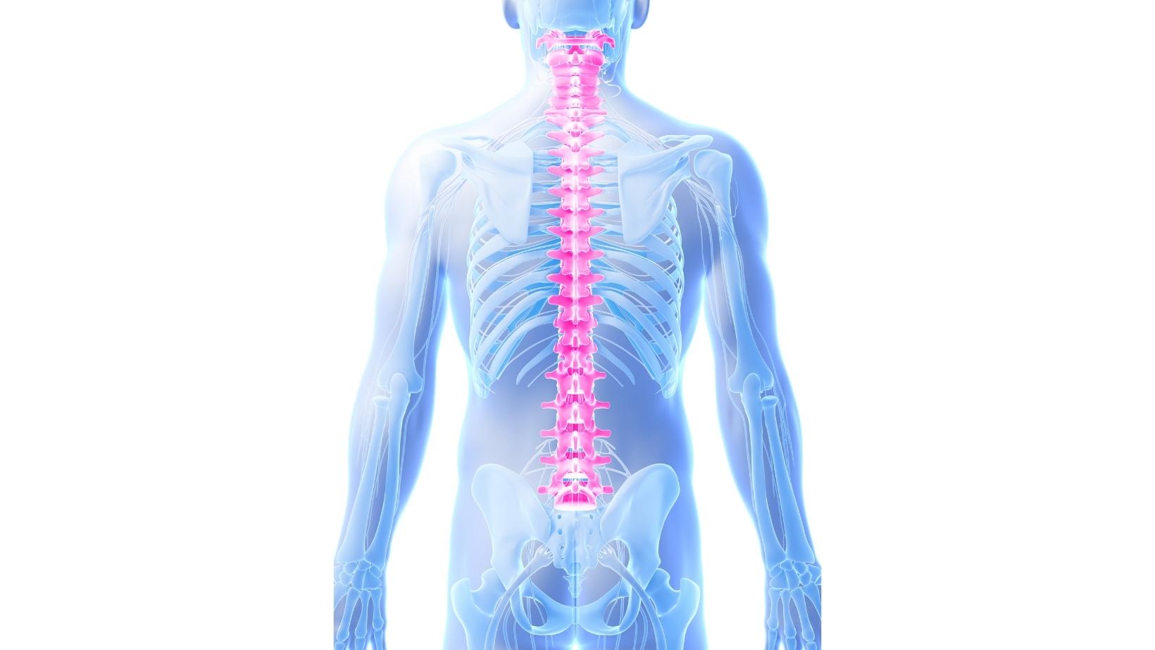 Detta bör du veta om ryggraden - EuroPainClinics Sverige
